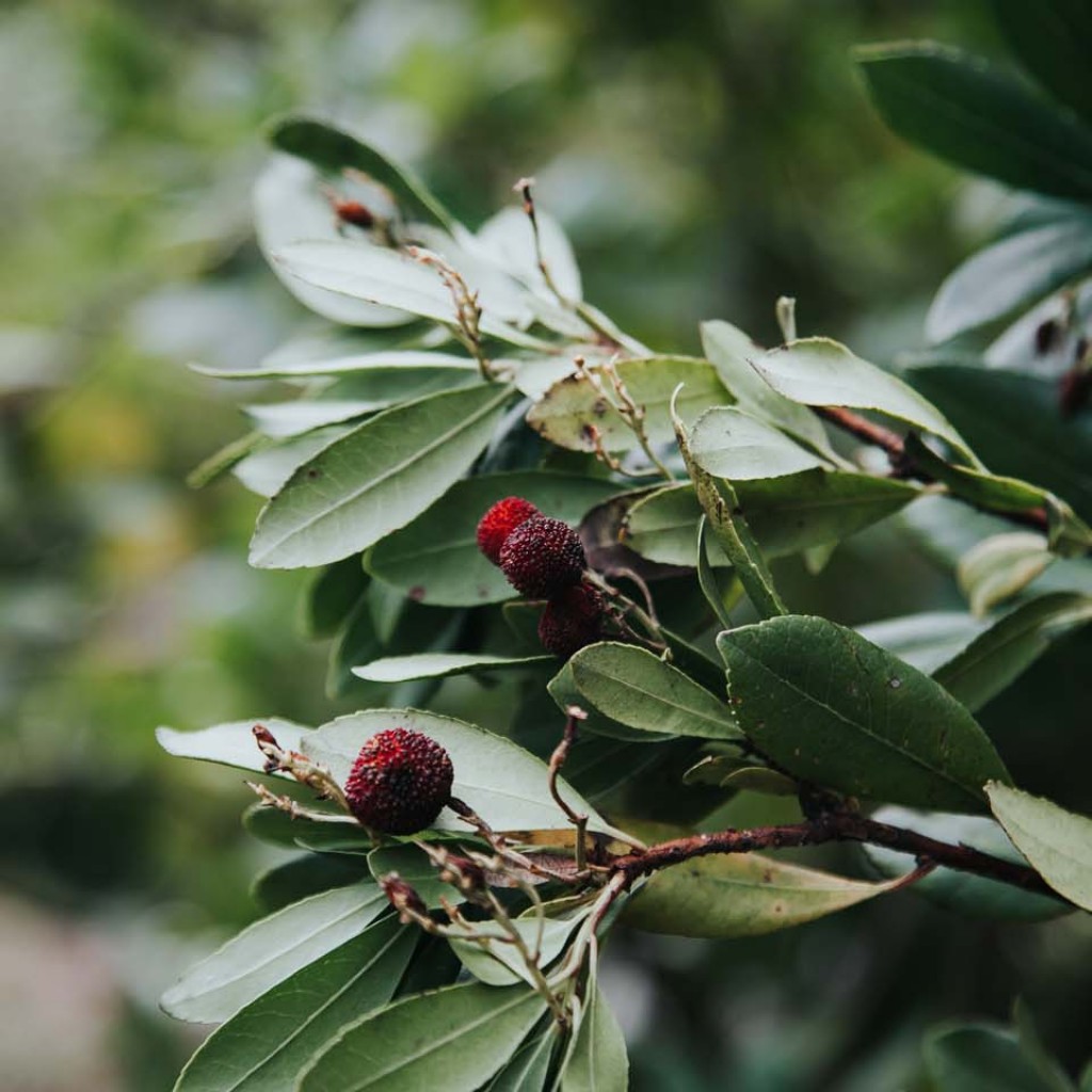 Arbutus Andrachne (Greek strawberry tree) | Visit Solea
